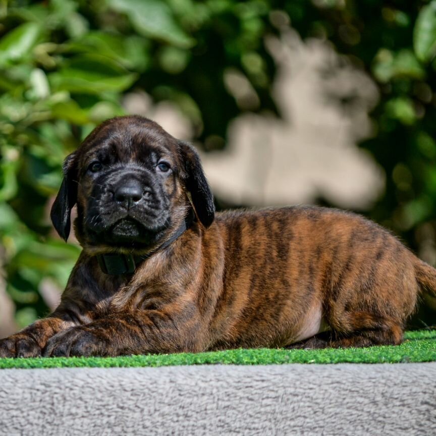 Ганноверская гончая. Первые в России