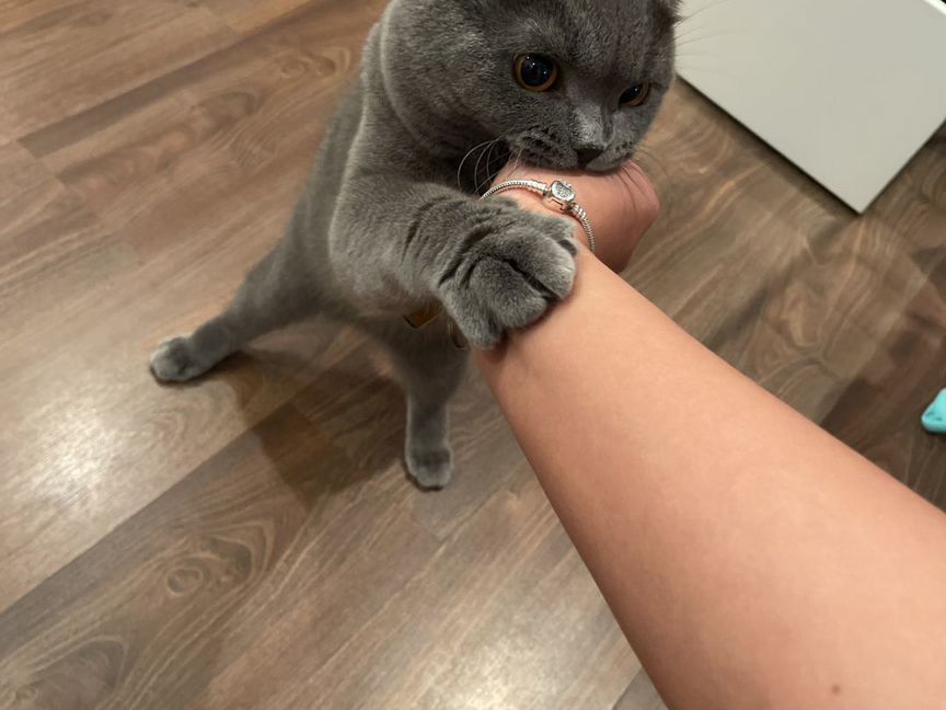 Ищем кошку для вязки