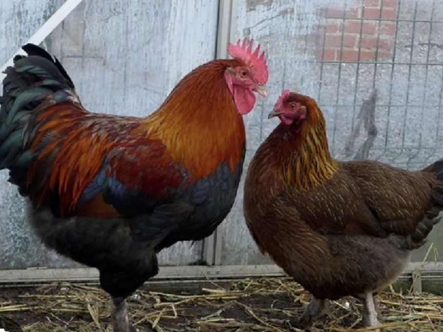 Домашние куриные яйца инкубационное