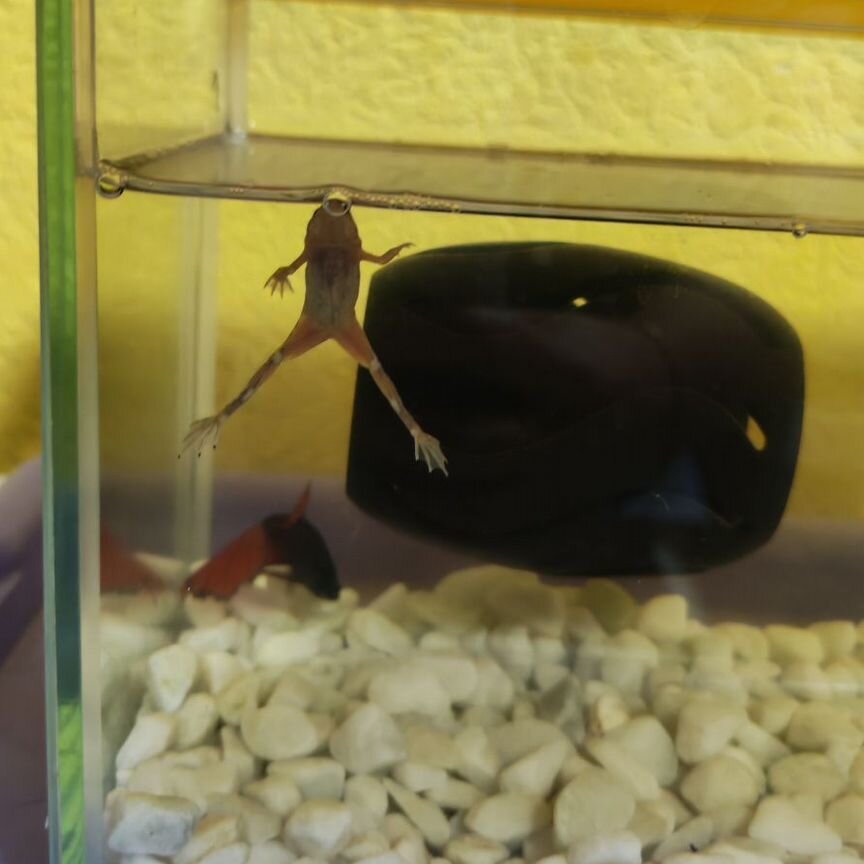 Карликовая лягушка