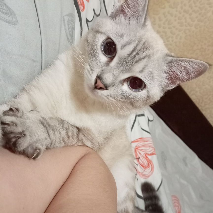 Сиамская, взрослая кошка