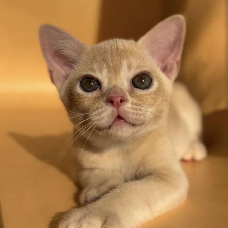 Бурманские котята