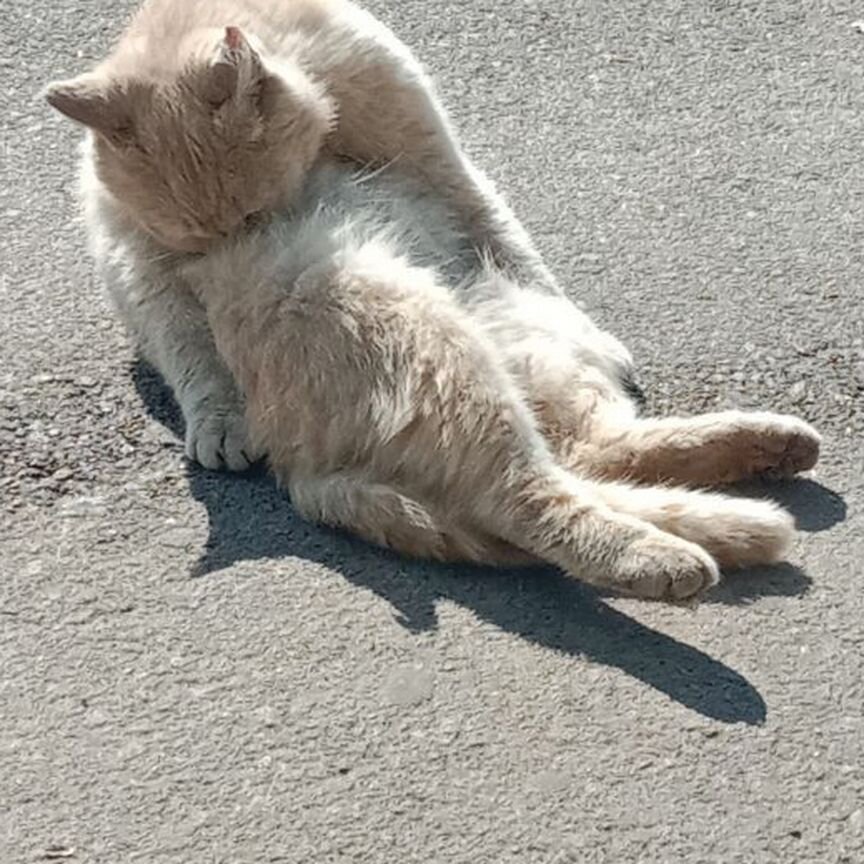 Взрослый кот в добрые руки