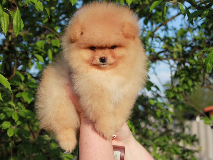 Померанский шпиц