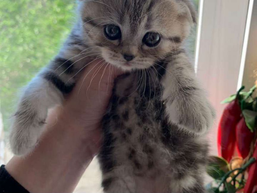 Шотландский котята чудо малыши
