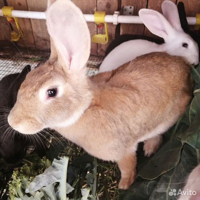 Кролик самка годовалая