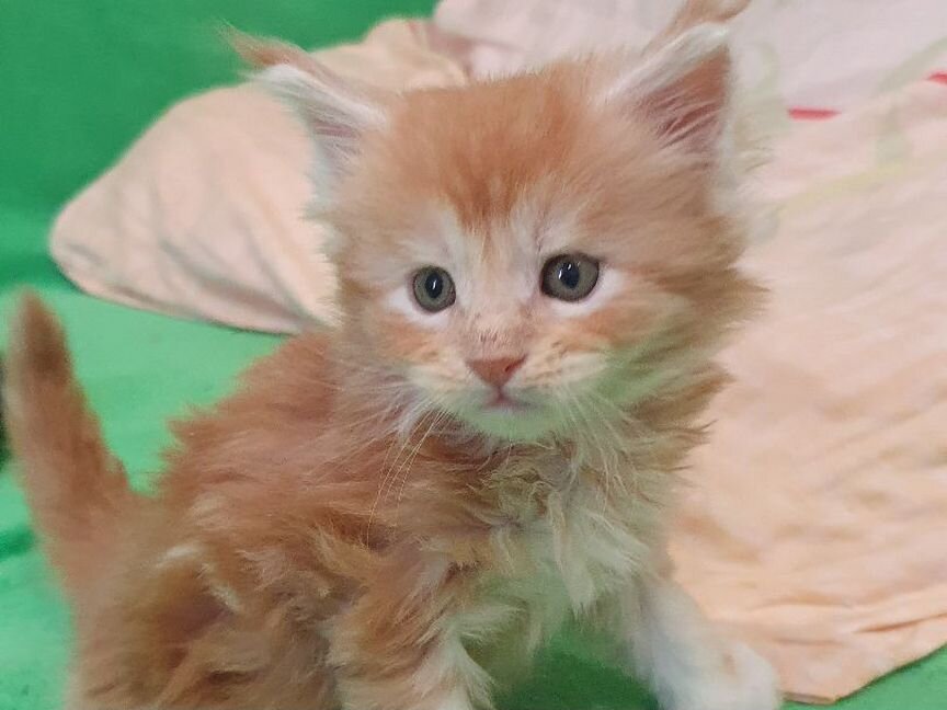 Котята мейн-кун
