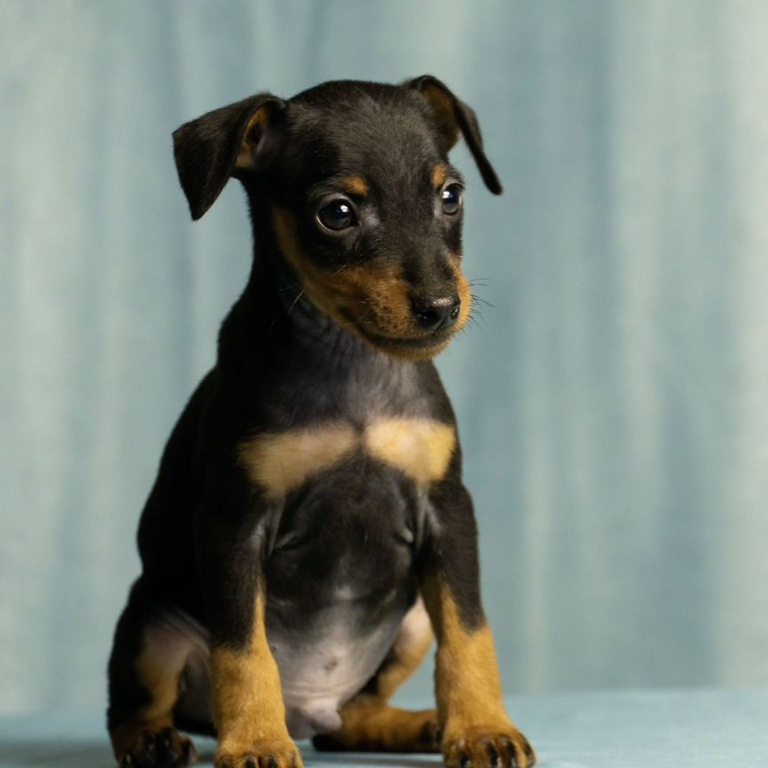 Малыши пинчера