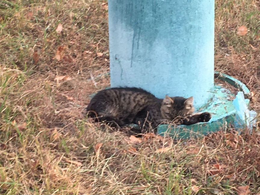 Котик выживает на улице