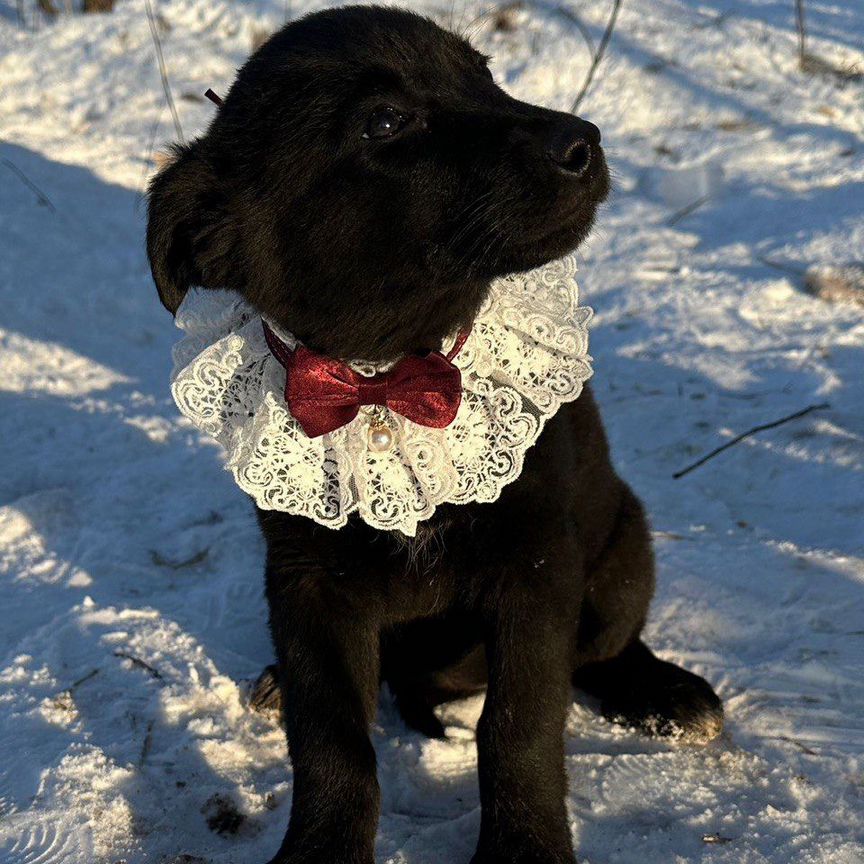 Щенок совсем один