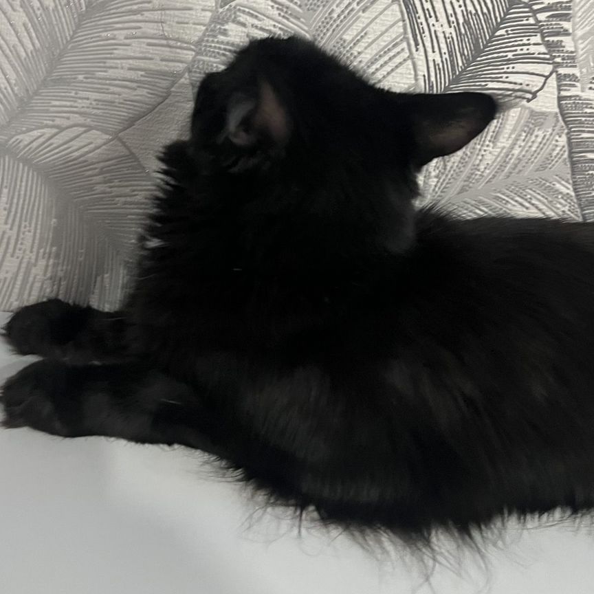 Мейн-кун, взрослая кошка