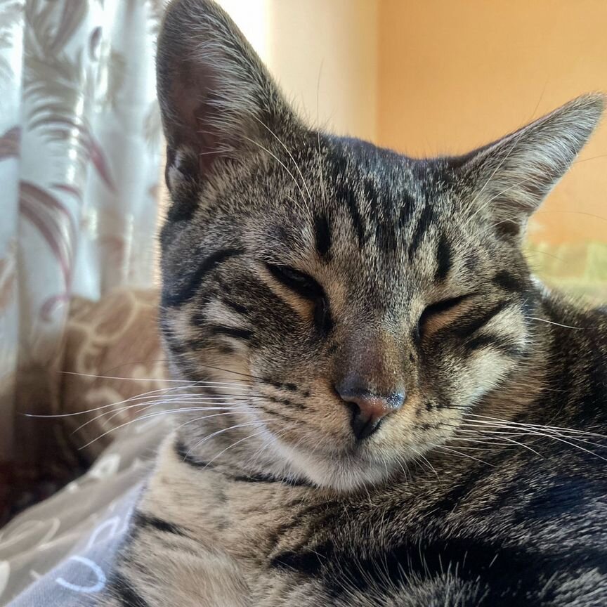 Отдам в добрые руки ласкового котика