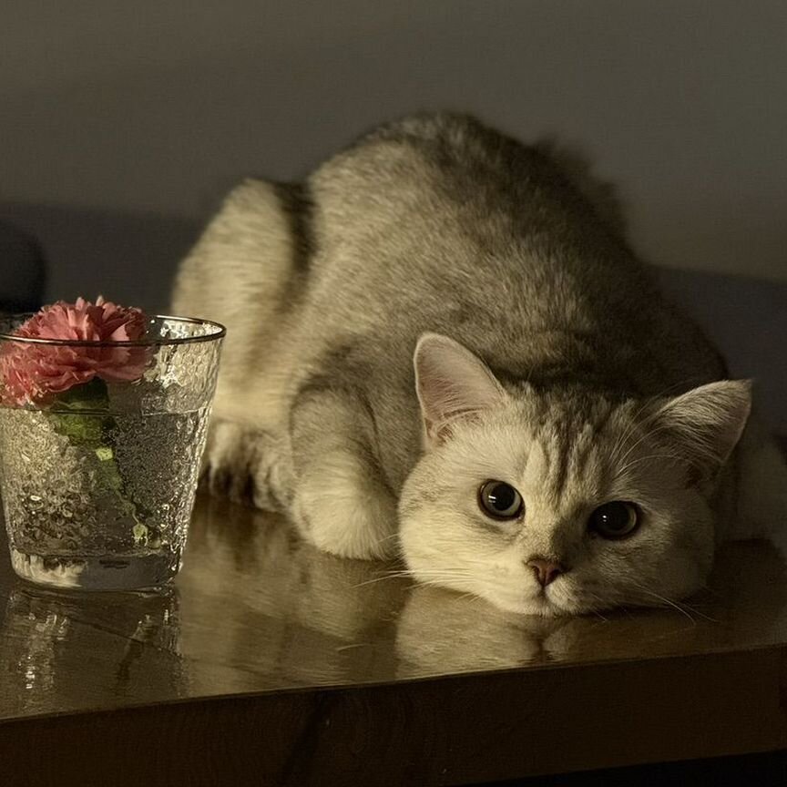 Вязка кота серебристая шиншилла
