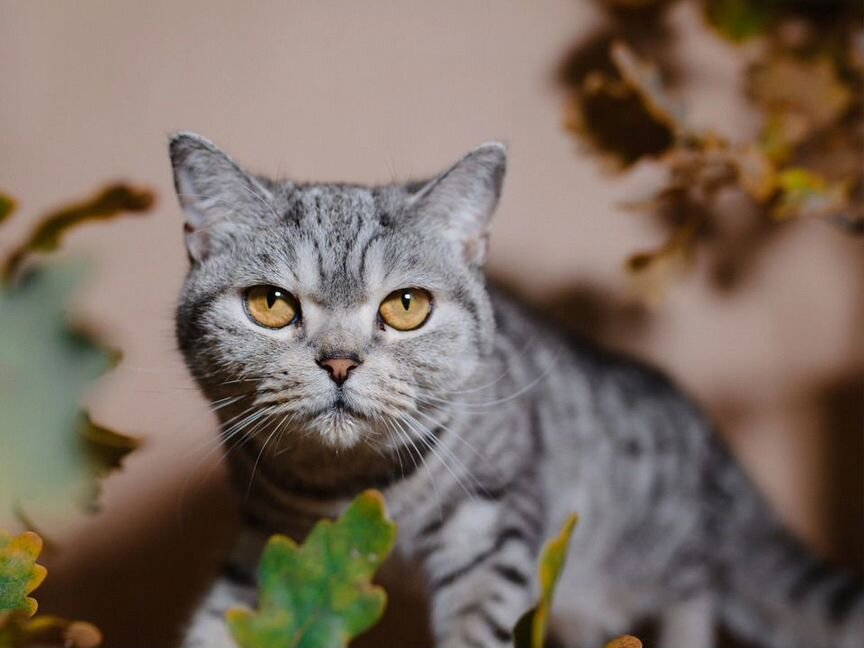 Ищет дом замечательная Афина