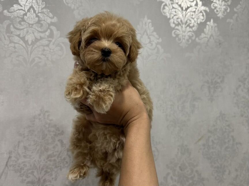 Мальтипу Супер Мини Мальчик