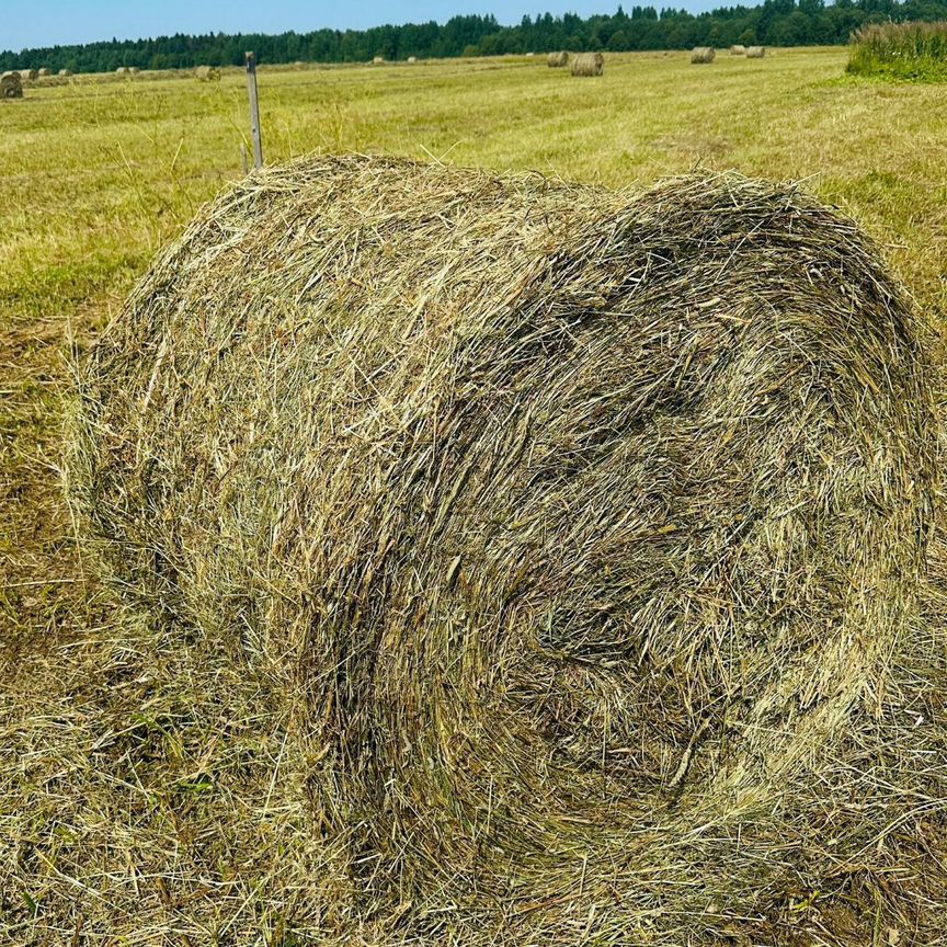 Продам сено