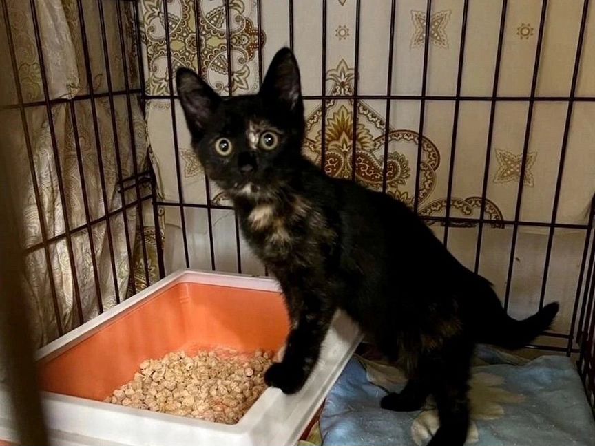 Веселая малышка с необычным окрасом