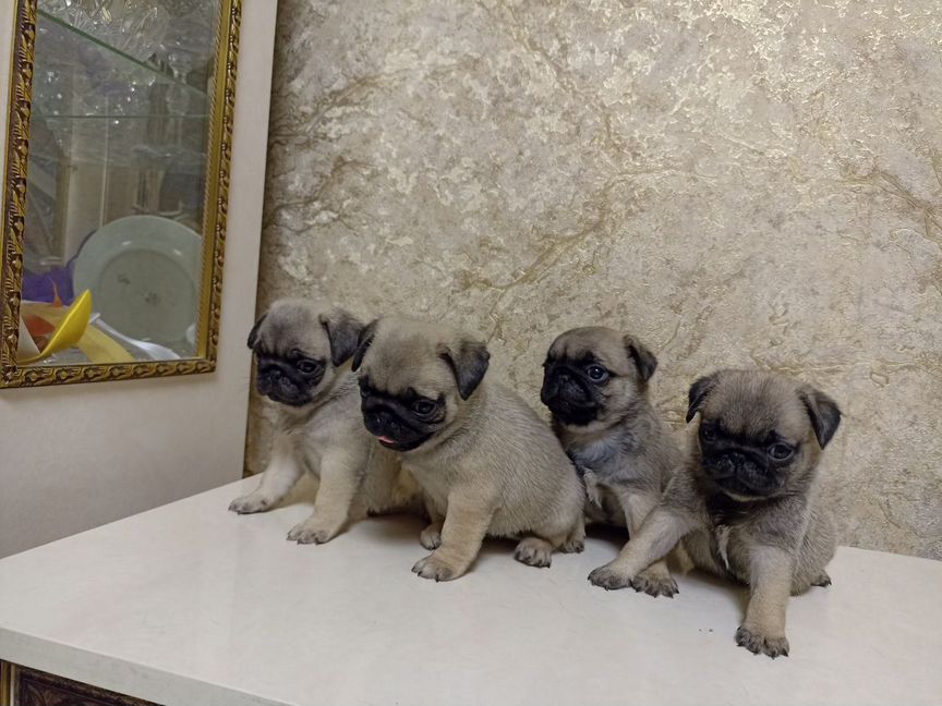 Щенки мопса