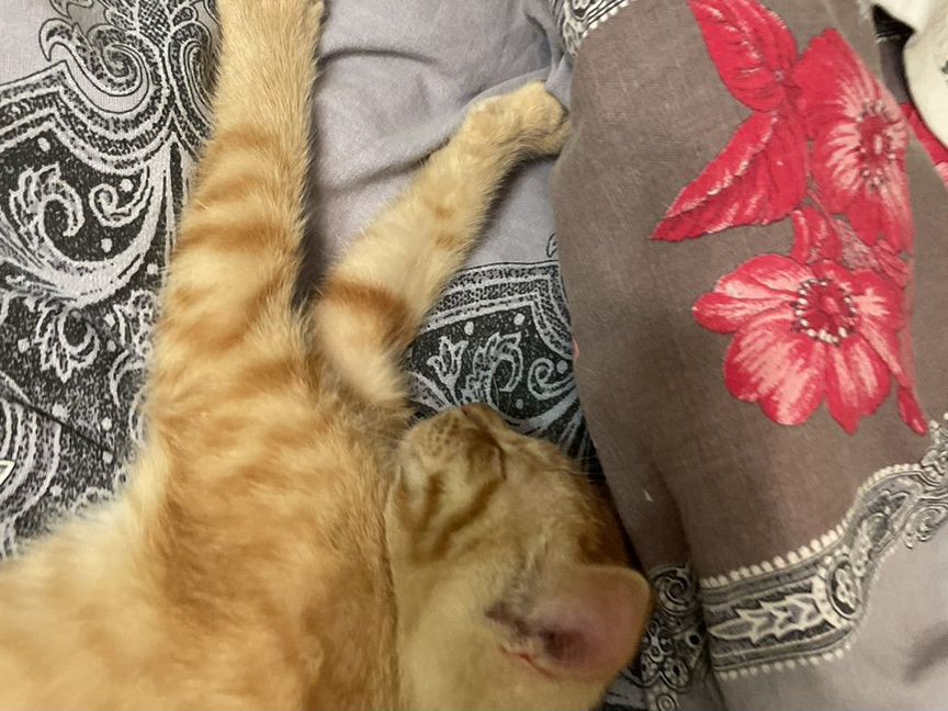 Кот рыжий