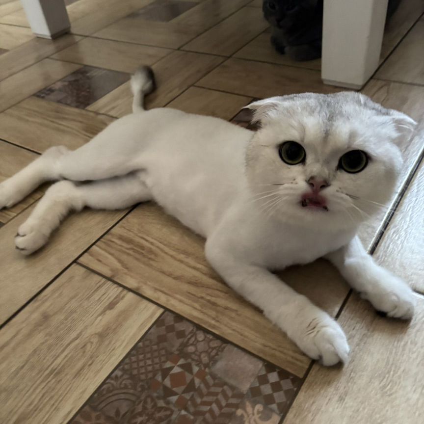 Британский кот