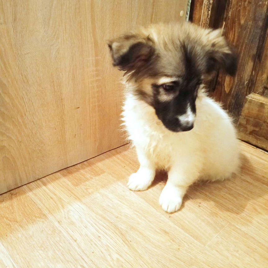 Маленькие щенки в дар