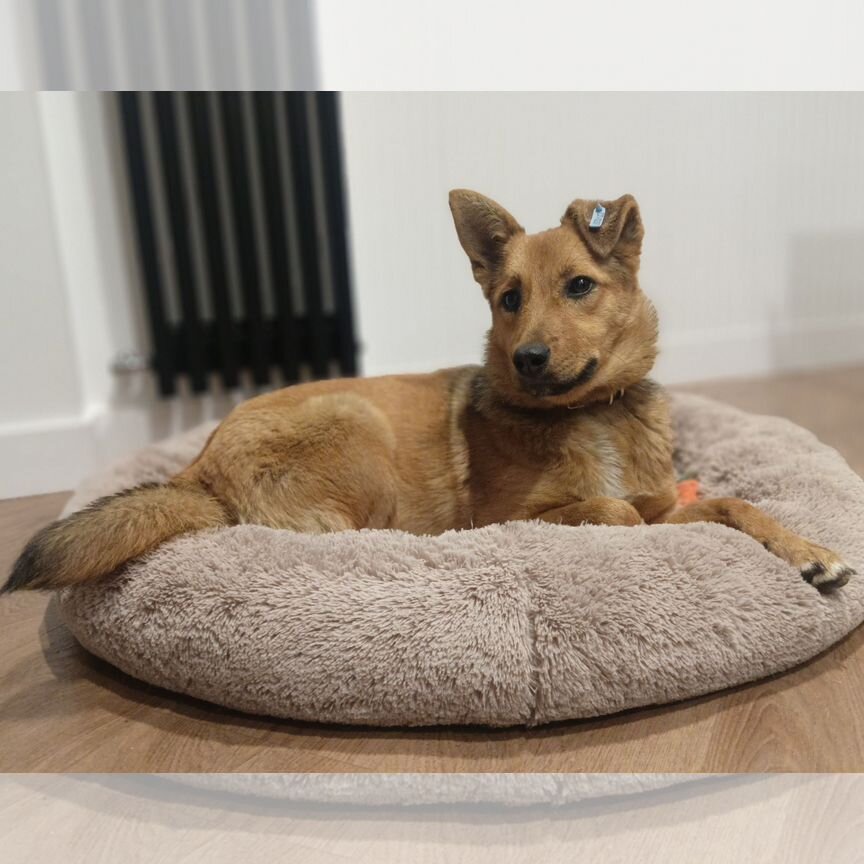 Взрослая собака в добрые руки