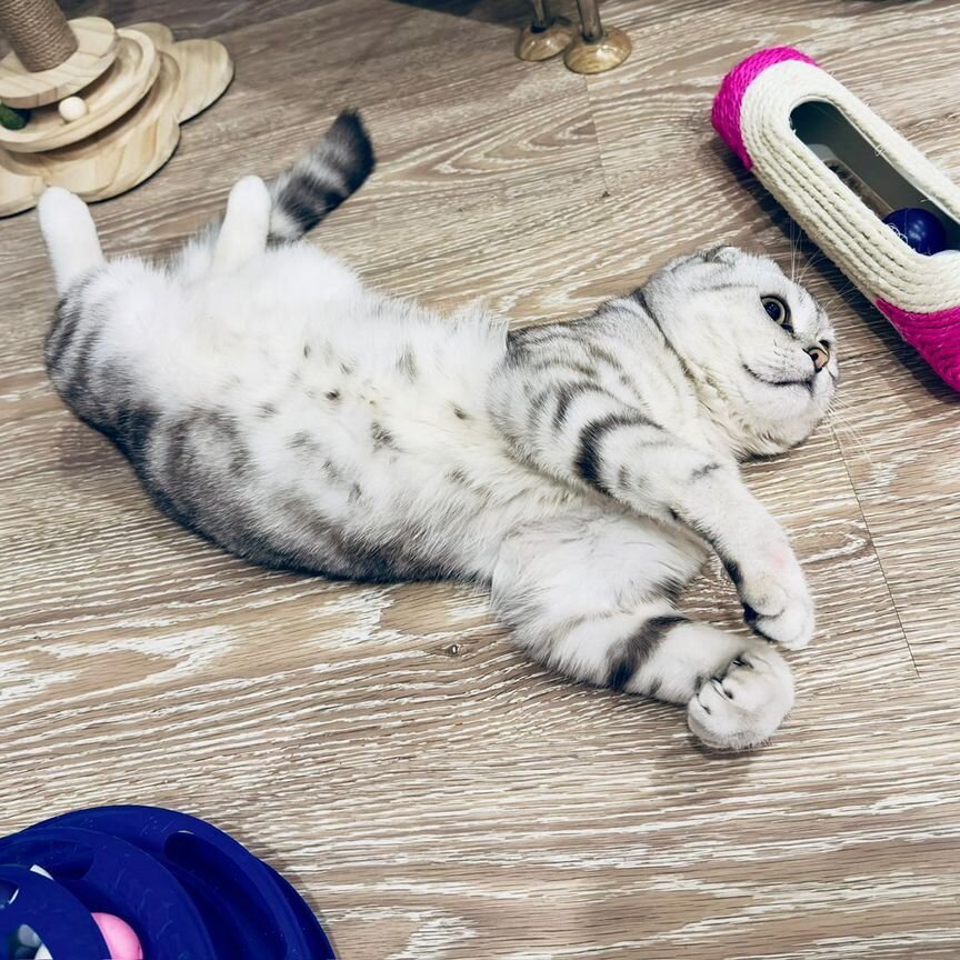 Кот вислоухий