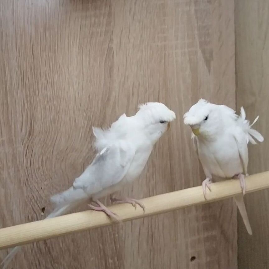 Попугай Хагоромо