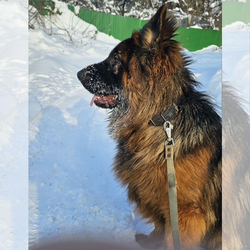 Немецкая овчарка, щенок