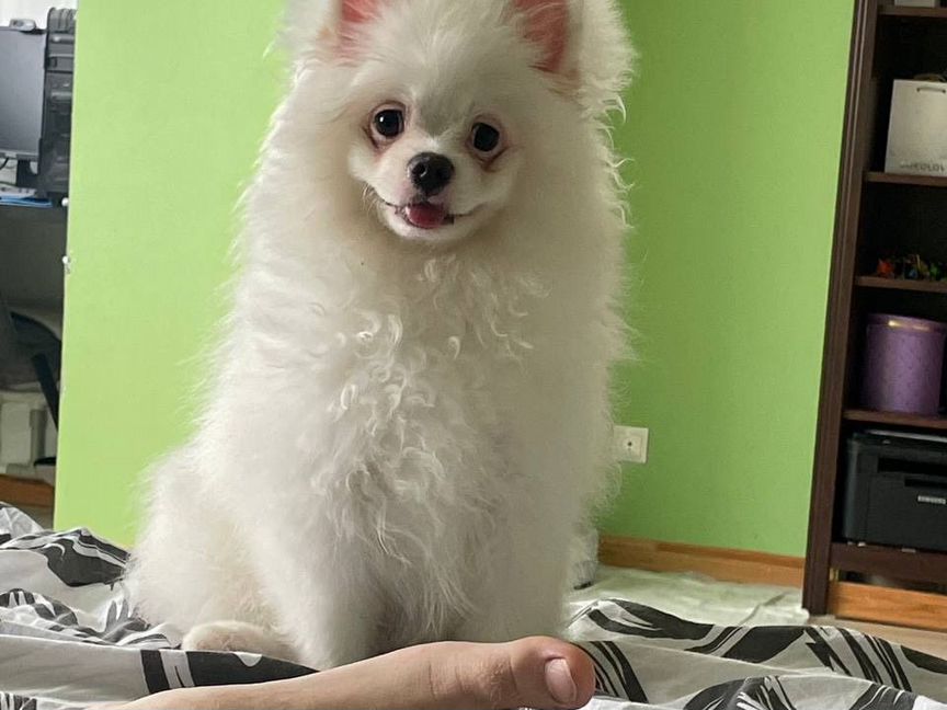 Померанский шпиц