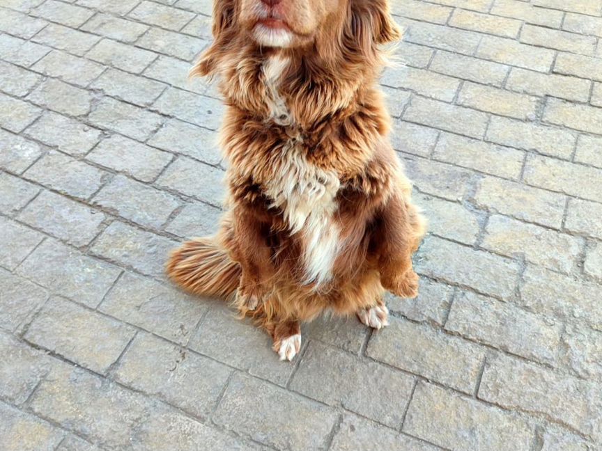 Ретривер помесь