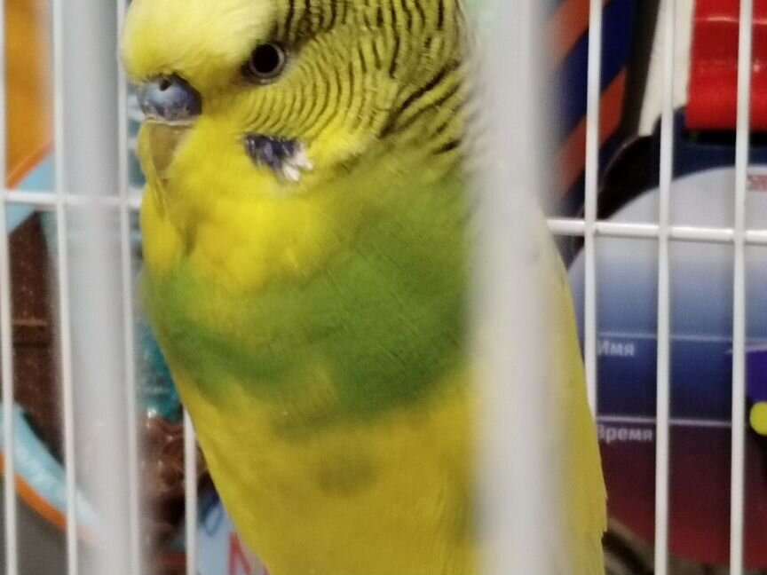 Волнистый попугай самец