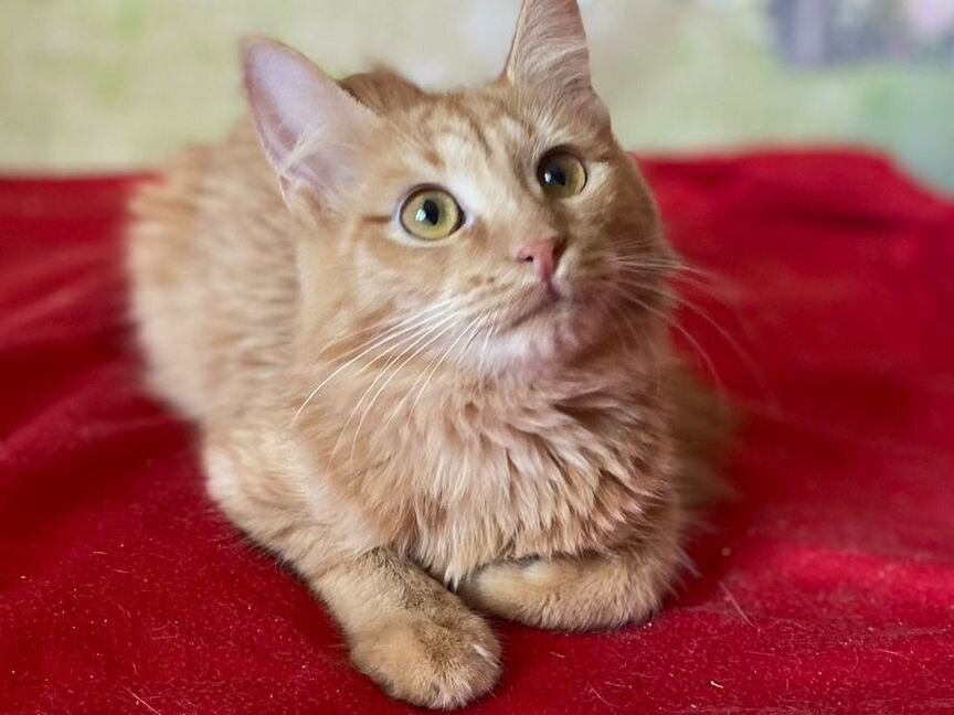 Котенок рыжая лисичка