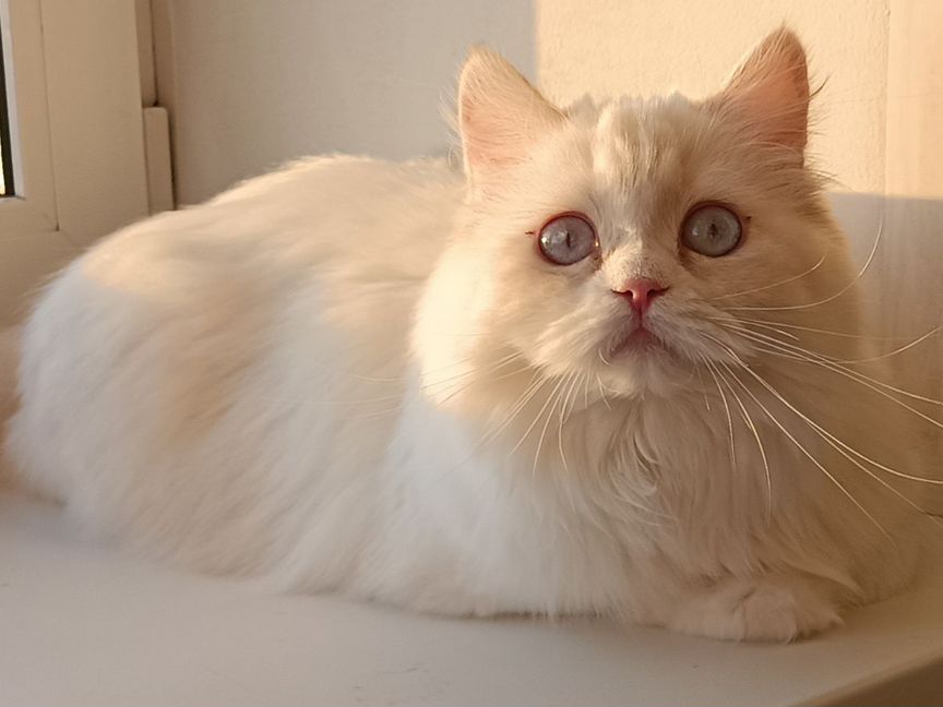 Шотландская кошечка