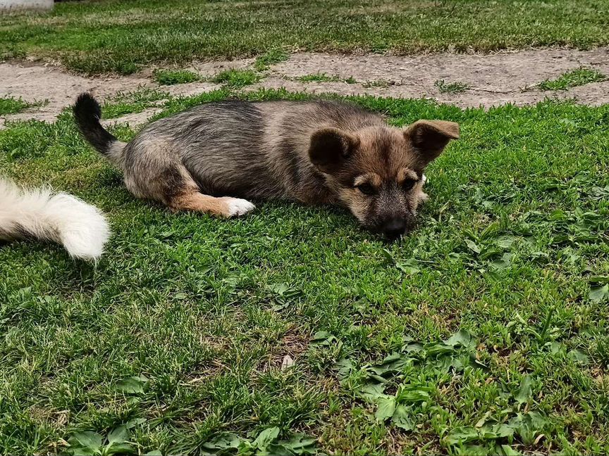 Коротколапый щенок