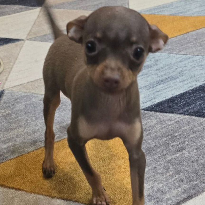 Русский той-терьер, щенок