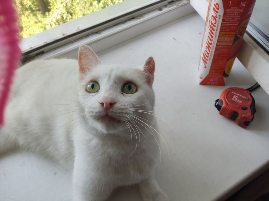 Котяра в добрые руки