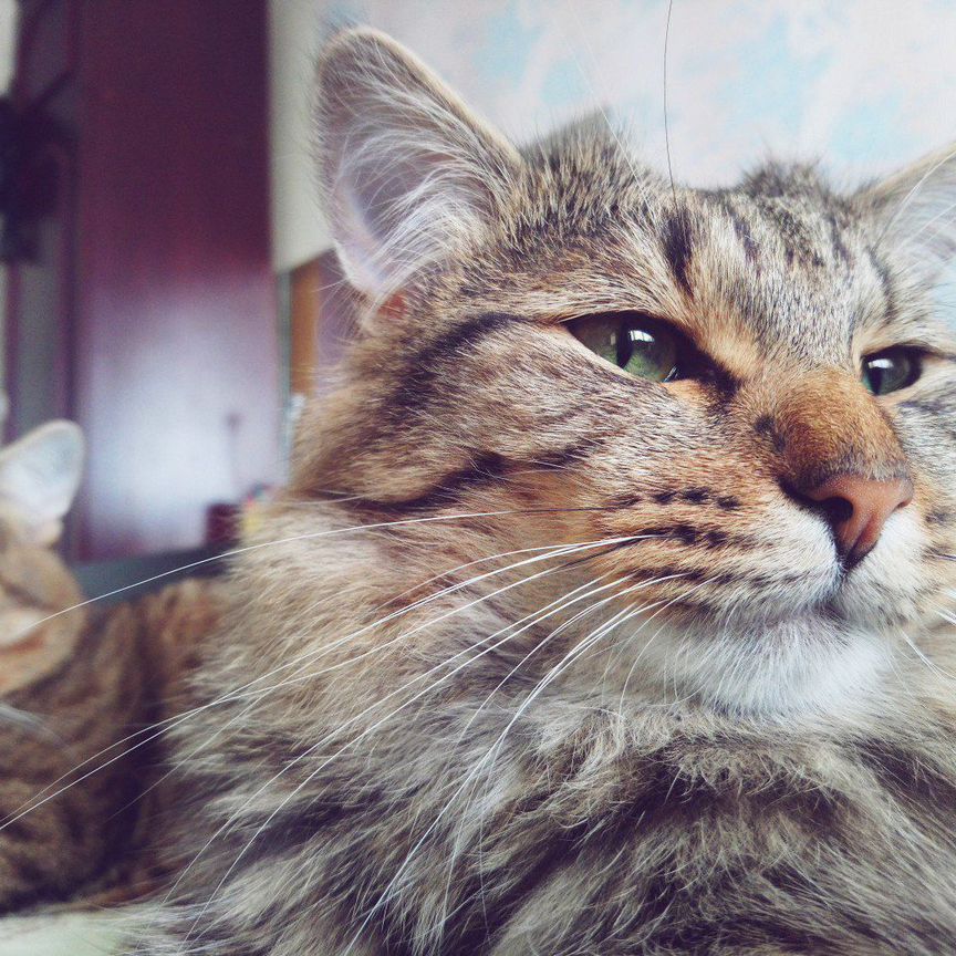 Отдам кота в добрые руки