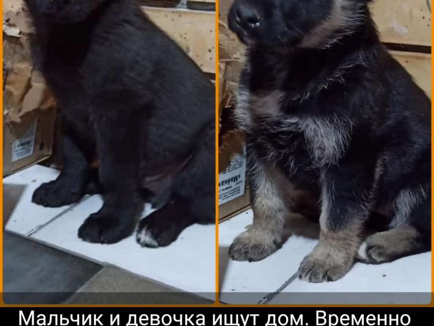 Щенки ищут ответственных хозяев