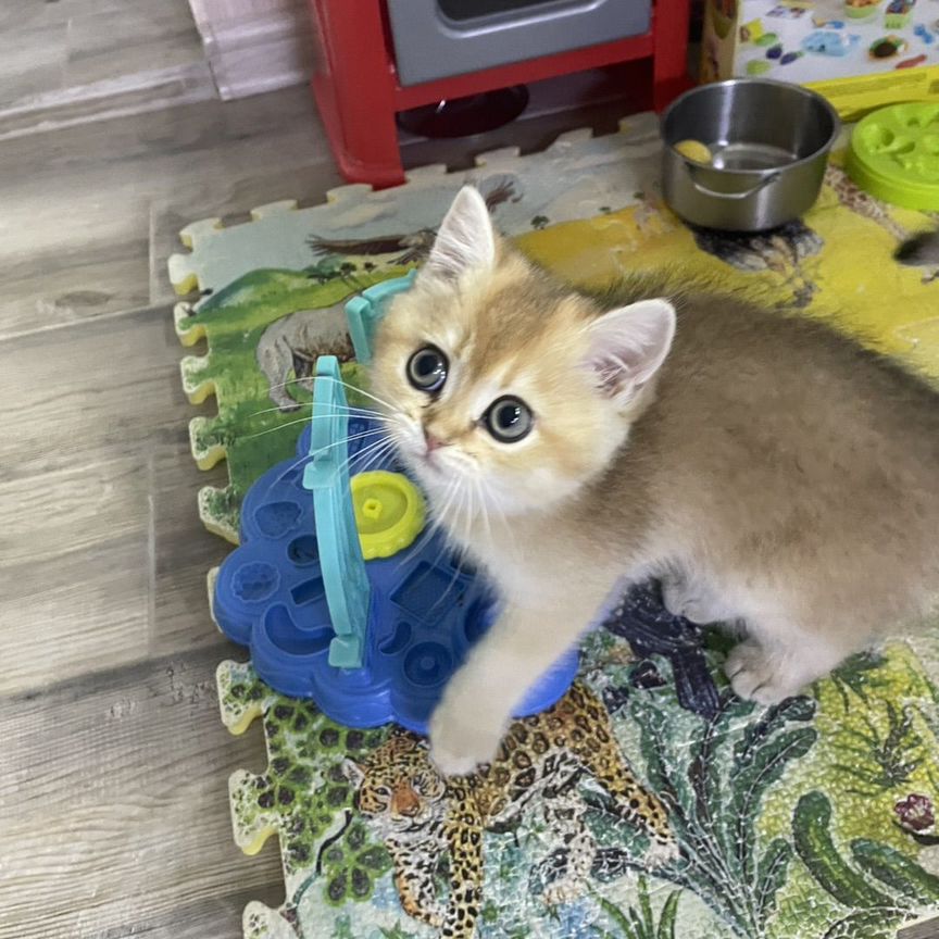 Продаю кошечку 2 мес золотистая шиншилла