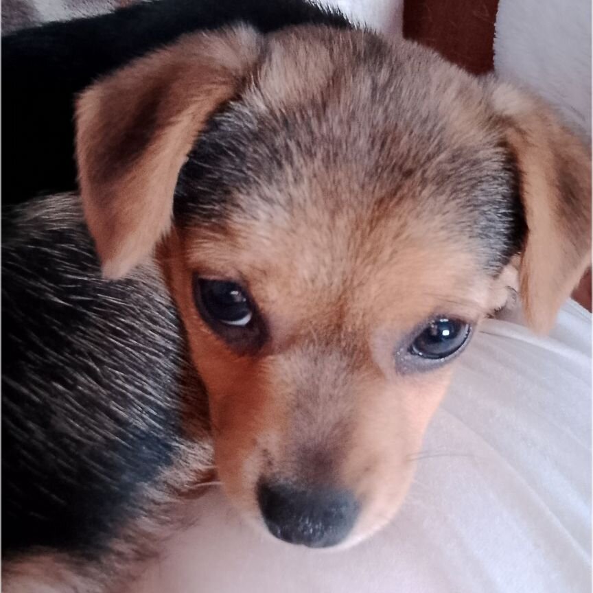 Джек-рассел-терьер, щенок