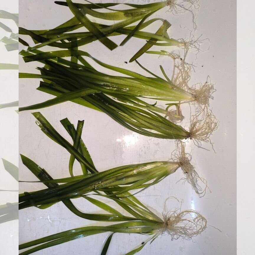 Аквариумное растение