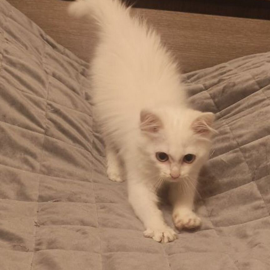 Отдам котенка в добрые руки
