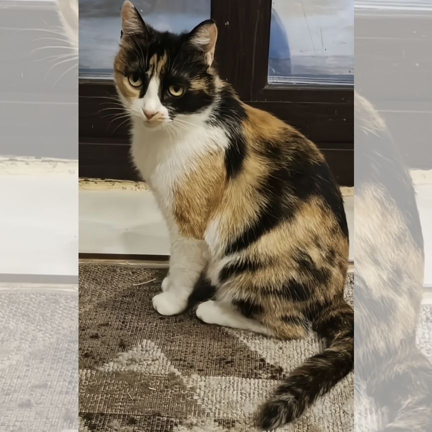 Взрослая, кошка в добрые руки