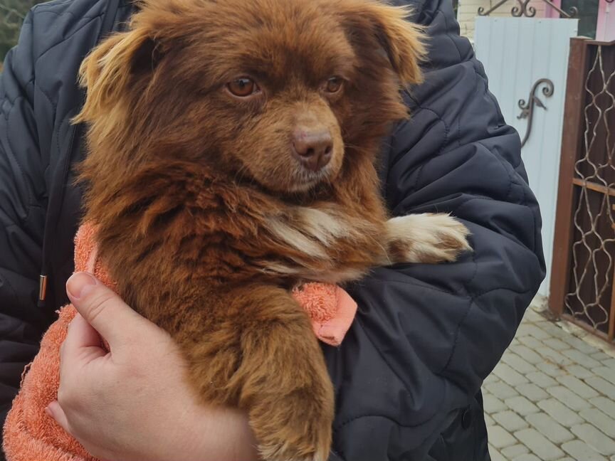 Маленький медвежонок ищет дом