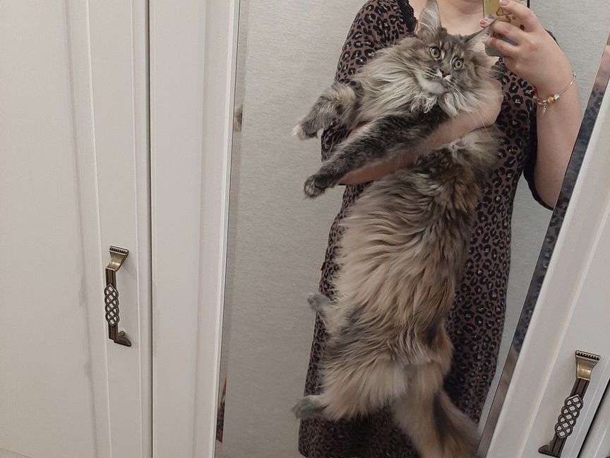 Мейн-кун кошка