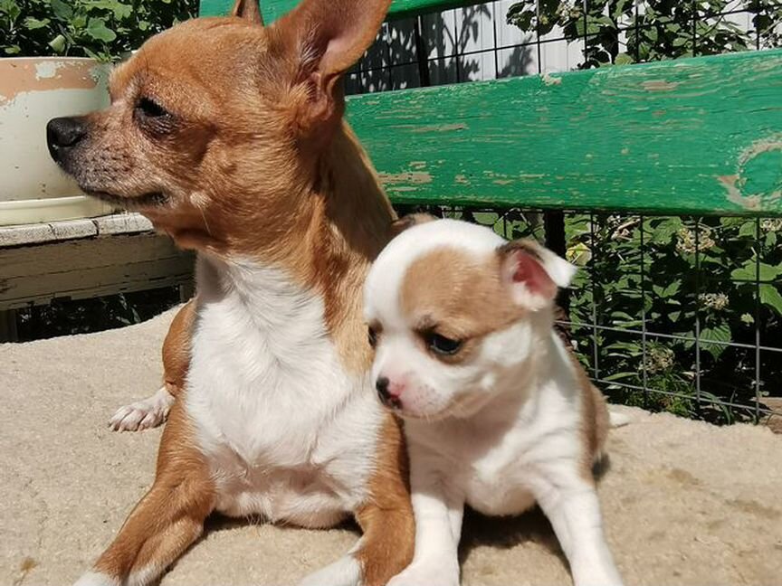 Щенки чихуахуа