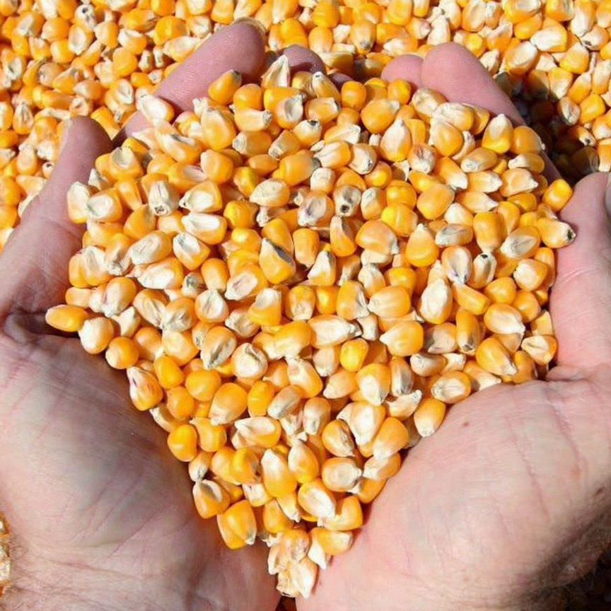 Кукуруза зерно