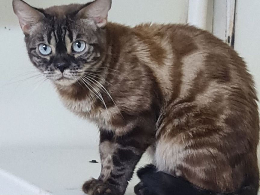 Бенгальская кошка