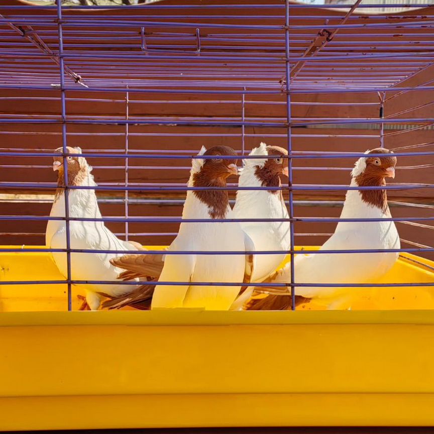 Продажа голубей